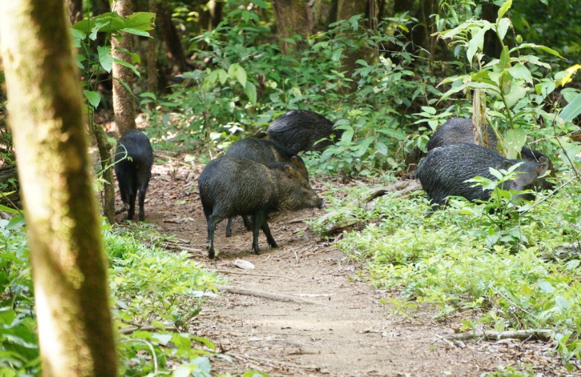 wild-pigs-costa-rica | Costa Rica Vacation